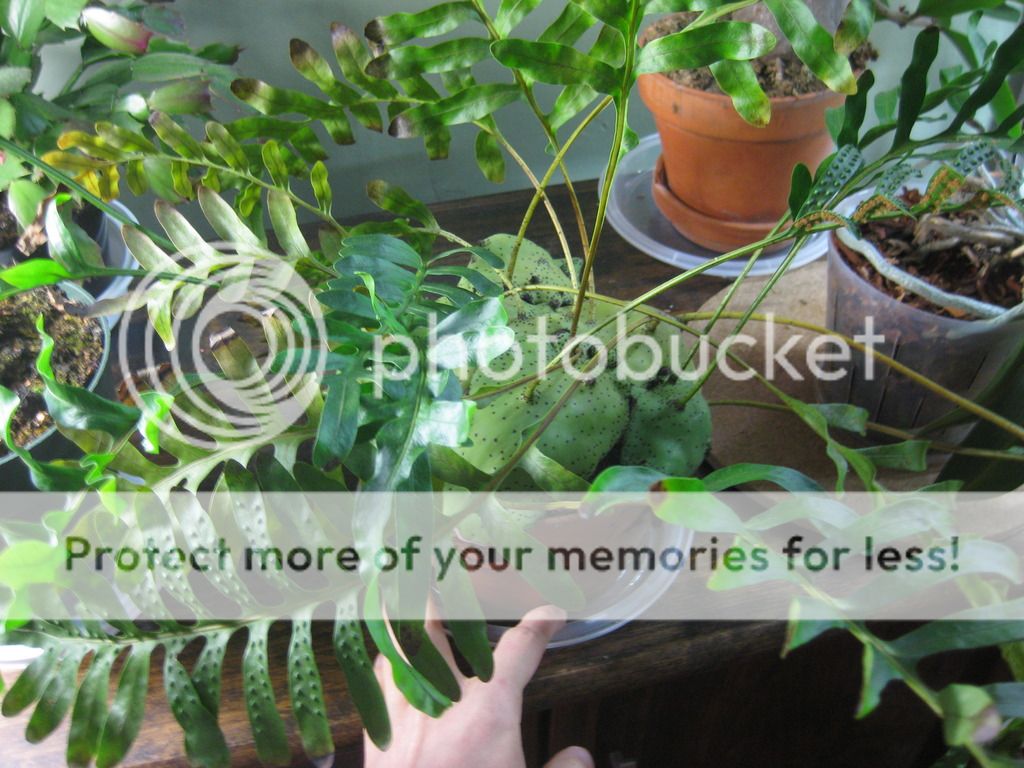 Lecanopteris mirabilis as a houseplant | TerraForums Venus Flytrap ...