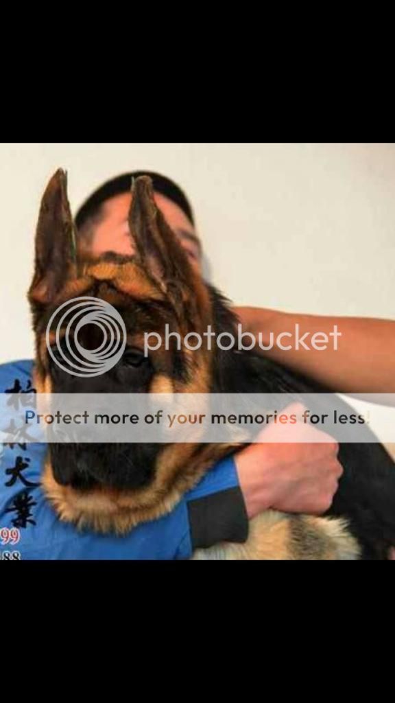 Chinese german shepherd? | German Shepherds Forum